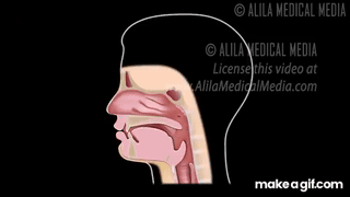 Swallowing Reflex, Phases and Overview of Neural Control, Animation. on ...