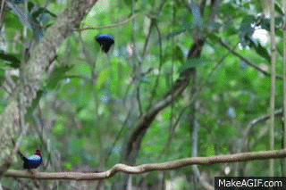 The Wire-tailed Manakin dance (Pipra filicauda) : r/NatureGifs