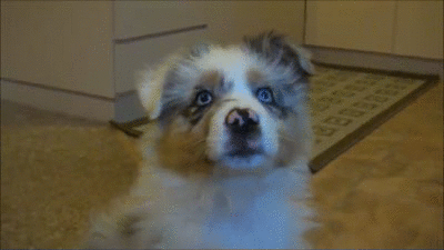 Aussie on Make a GIF