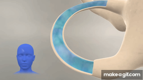 How the Inner Ear Balance System Works - Labyrinth Semicircular Canals ...
