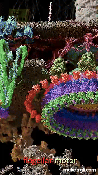 The Molecular Motor That Guides Bacteria to Food on Make a GIF
