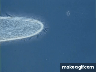 Paramecium cilia movement on Make a GIF