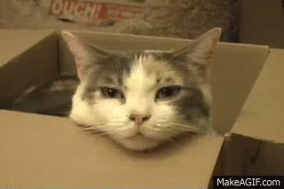 Annoyed Cat Gif