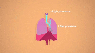 Respiratory System, part 1: Crash Course A&P #31 on Make a GIF