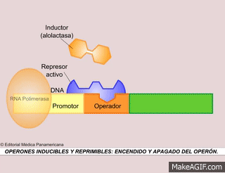 Operones inducibles y reprimibles encendido y apagado del operón on ...