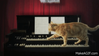 Cat walking on keyboard on Make a GIF