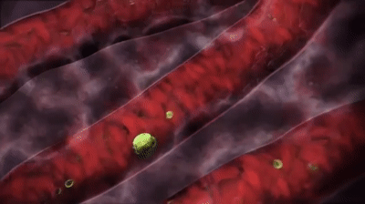 HHMI -- Life Cycle of Malaria Parasite in Human Host on Make a GIF
