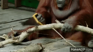 Orangutan uses a saw in BBC documentary Spy in the Wild on Make a GIF