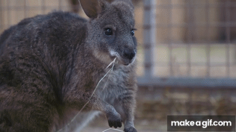 Mark Simmons - A Guide to Communicating with Australian Animals on Make ...