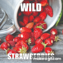 WiLd WtRaBeRrIeS on Make a GIF