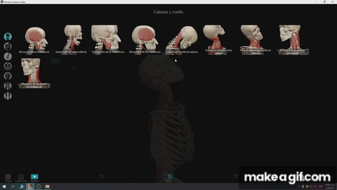 ANATOMIA: Movimientos del cuello y los músculos que intervienen | Atlas ...