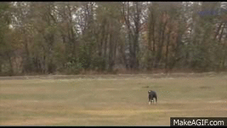 FRISBEE_DOG on Make a GIF