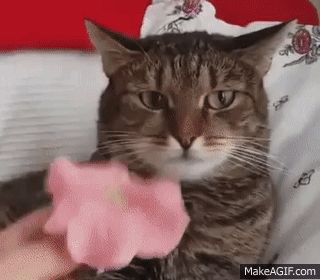 Transcendence Cat on Make a GIF