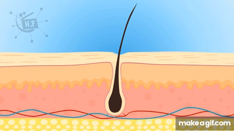 follicle hair animation on Make a GIF