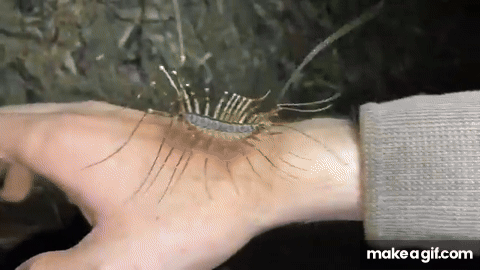House centipedes, but far larger on Make a GIF