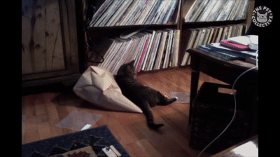 Passive Aggressive Cats Video Compilation 2016 on Make a GIF