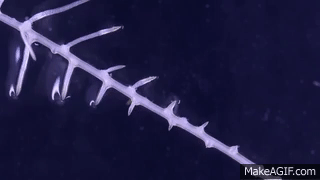 Time Lapse of Root Growth on Make a GIF