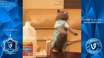 BEST VINES of January 2016 with Titles! - NEW January Vine Compilation ...