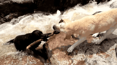 Amazing dog saves another dog. [video] on Make a GIF