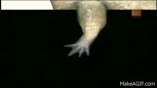 Superhero Science- Limb Regeneration on Make a GIF