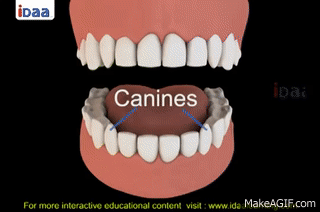 Teeth Structure for kids in science body parts - 3D on Make a GIF