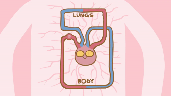 How the heart actually pumps blood - Edmond Hui on Make a GIF