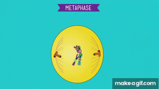 Mitosis: Splitting Up is Complicated - Crash Course Biology #12 on Make ...