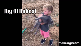 Big old Bobcat on Make a GIF