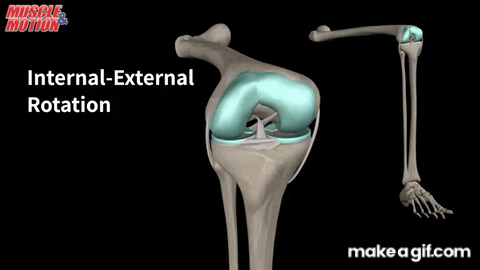 Understanding the Anatomy of Your Knee on Make a GIF