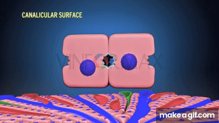 S3DMediMagic for Histology- Histology of Liver on Make a GIF