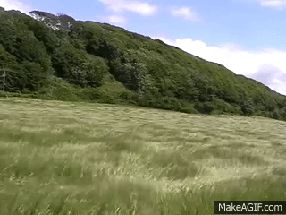Grass blowing in the wind. on Make a GIF
