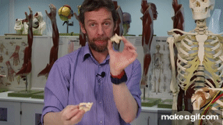 Atlas and axis vertebrae on Make a GIF