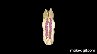 formación del tubo neural on Make a GIF