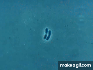 Bacteria Growth on Make a GIF