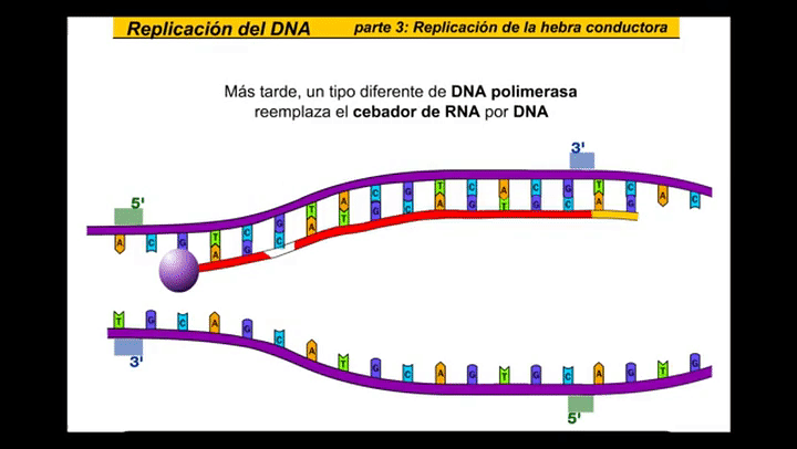 Replicacion del DNA (Español) on Make a GIF