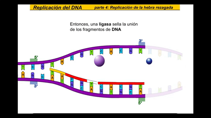 Replicacion del DNA (Español) on Make a GIF