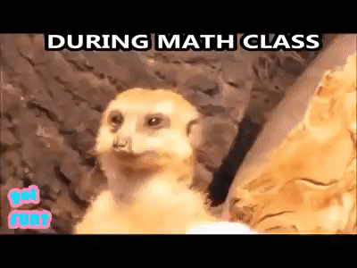 Meerkat falling asleep in Botany Class on Make a GIF