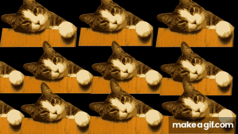 A simple cat gif on Make a GIF