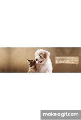 Dog Ear Infection Treatment on Make a GIF