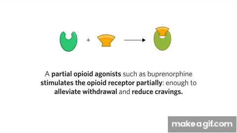 Mechanism of Action of a Partial Opioid Agonist on Make a GIF