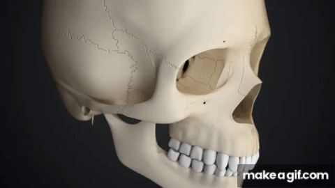 LeFort I, II and III type fractures — animation shorts for Monash ...