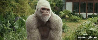 George the Gorilla shows middle finger to Dwayne The Rock Johnson ...