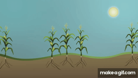 Evaporation and Transpiration [720p] on Make a GIF