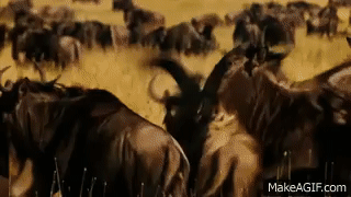 Transformers Dark Of The Moon Megatron In Africa