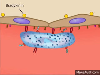 Basic Inflammatory Response on Make a GIF