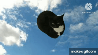 Maxwell The Flying Cat on Make a GIF