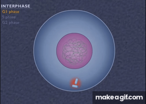 Interphase on Make a GIF