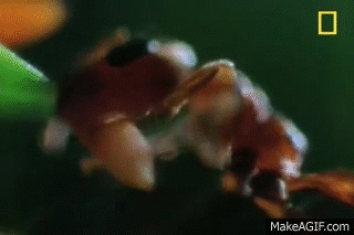Amazing Symbiosis: Ant Army Defends Tree on Make a GIF