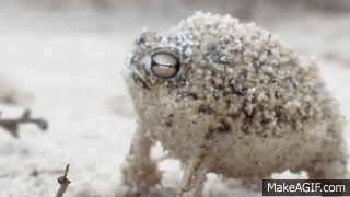 Worlds Cutest Frog - Desert Rain Frog on Make a GIF