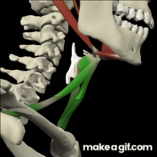 Músculos Infra-hioide on Make a GIF